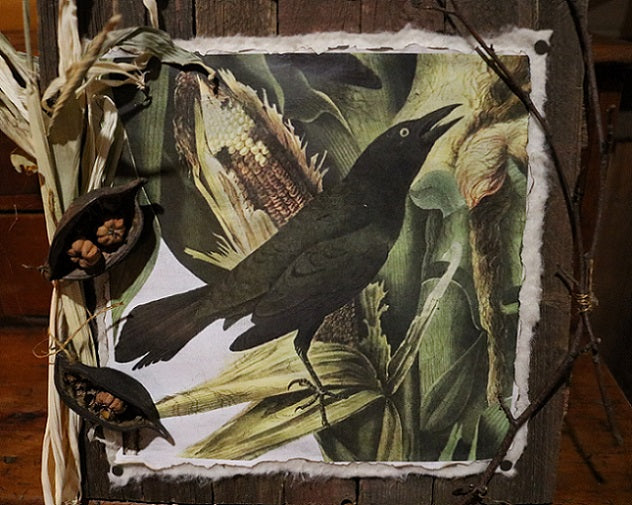 Crow in Cornfield Picture – Fanatic's Country Attic